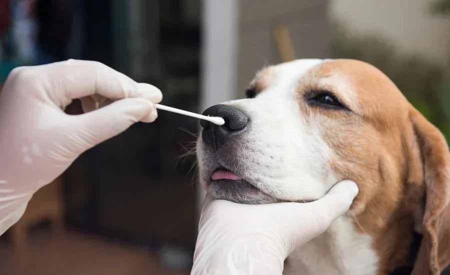 NGS Diagnostic Testing for Animals & Pets | ZYMO RESEARCH