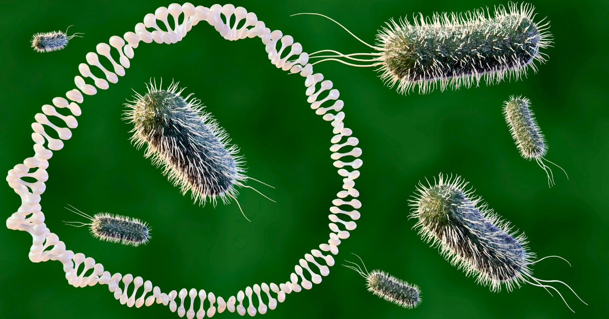 Bacterial Transformation: What it is, How does it Work, and Protocol