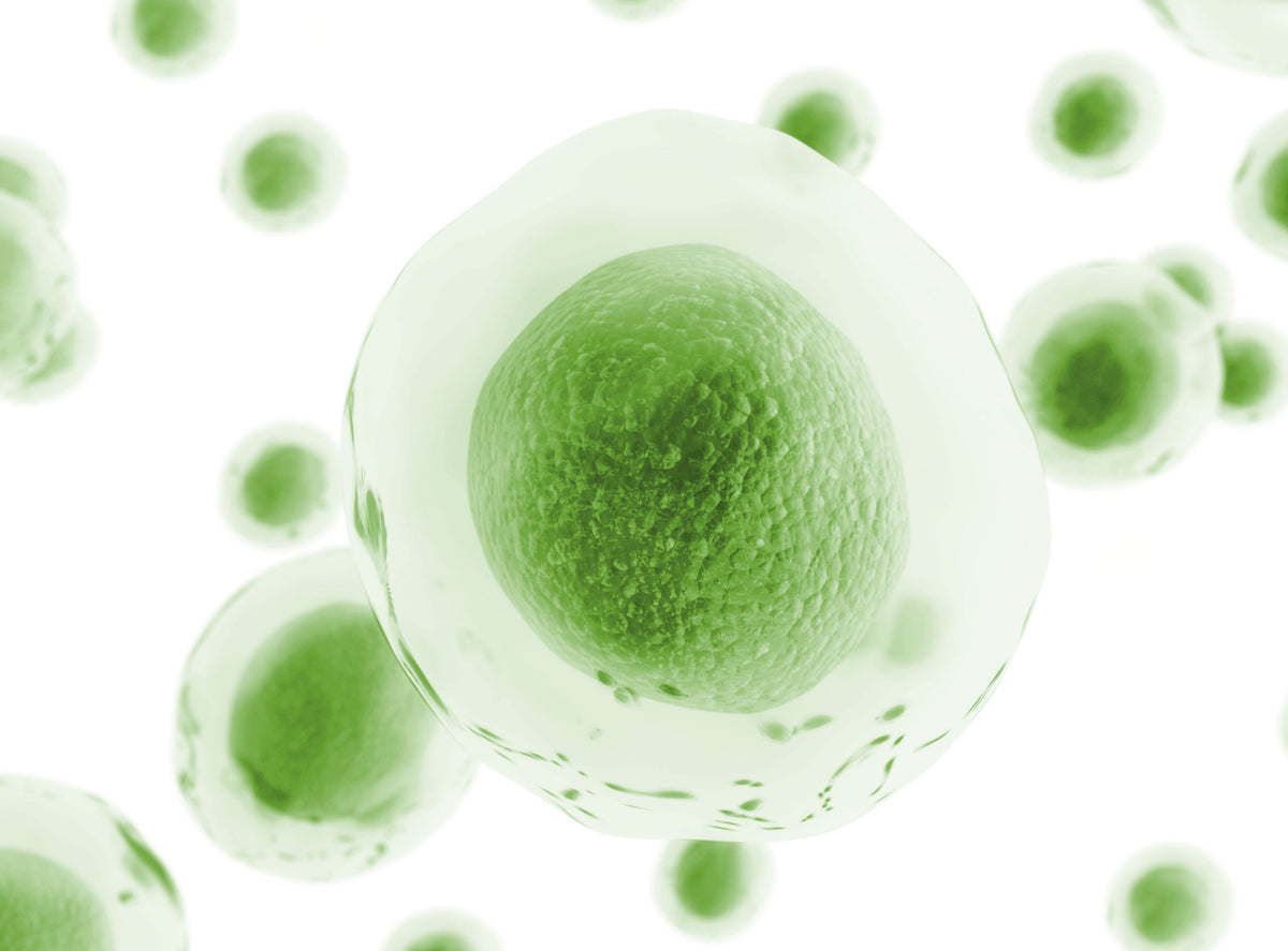 One Single Cell at a Time | ZYMO RESEARCH