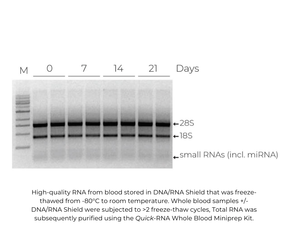 DNA/RNA Shield Stabilization Solution - Get Free Sample Now