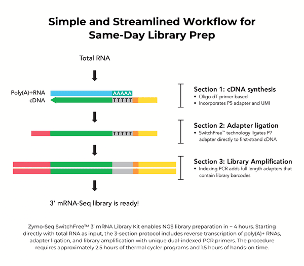 Zymo-Seq SwitchFree 3′ mRNA Library Kit | ZYMO RESEARCH