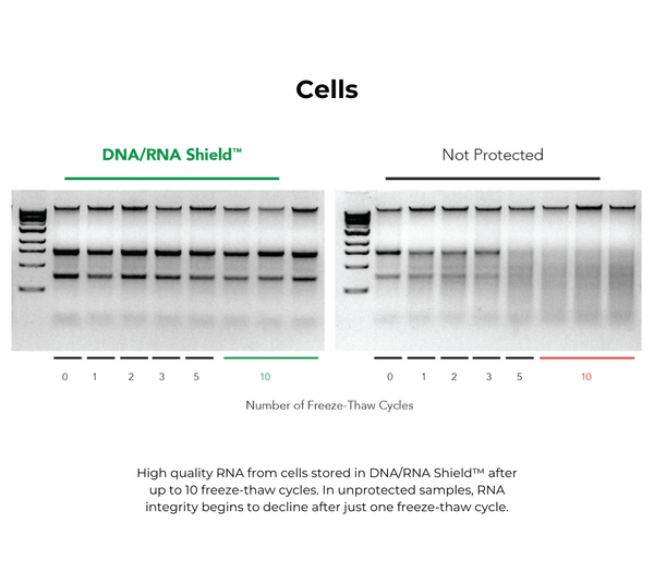 DNA/RNA Shield Stabilization Solution - Free Sample | ZYMO RESEARCH