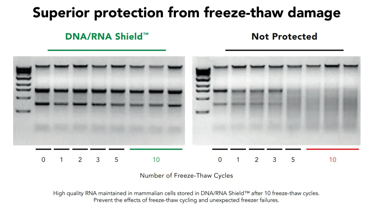 DNA/RNA Shield Stabilization Solution - Free Sample | ZYMO RESEARCH